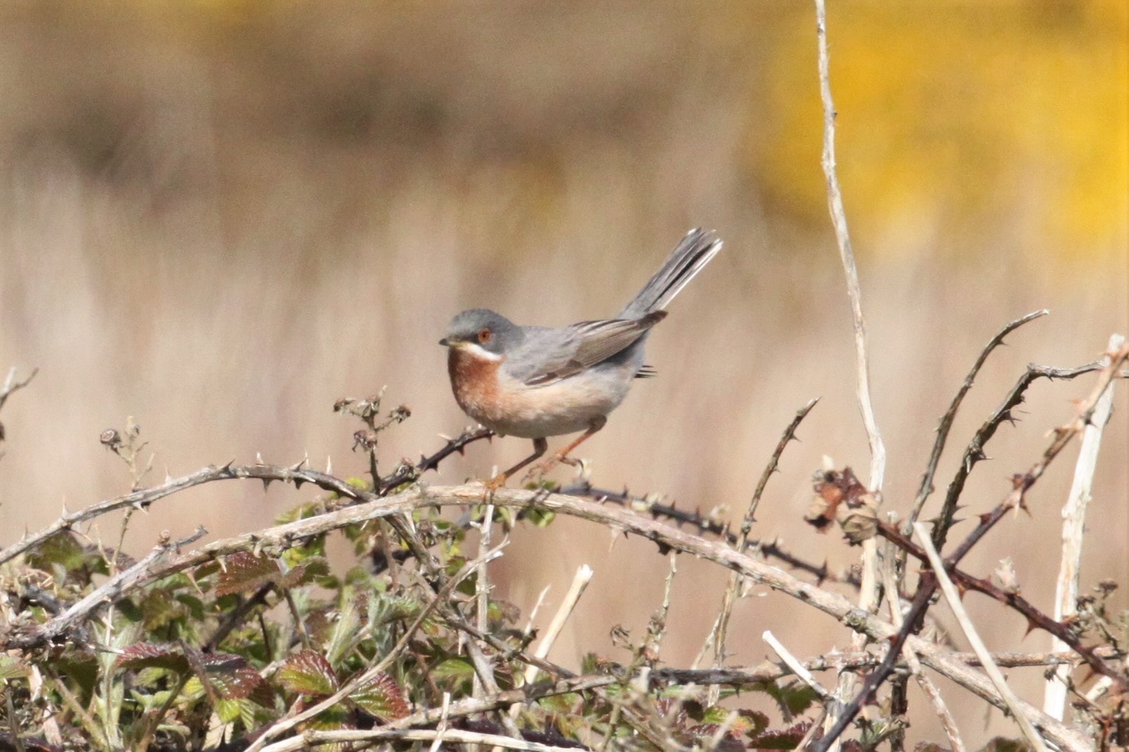 Eastern Subalpine Warbler by Paul Freestone - BirdGuides