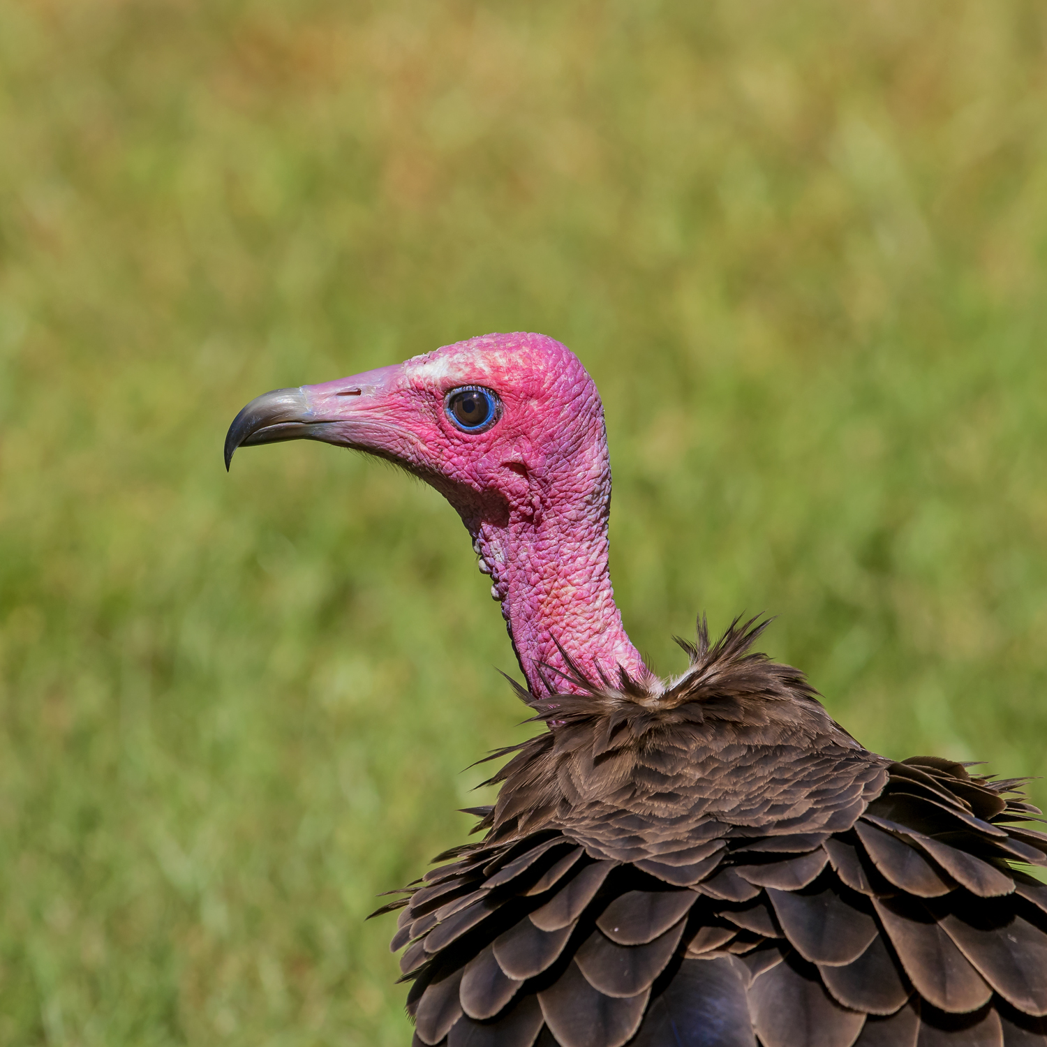 Critically Endangered vultures slaughtered after freak weather event ...
