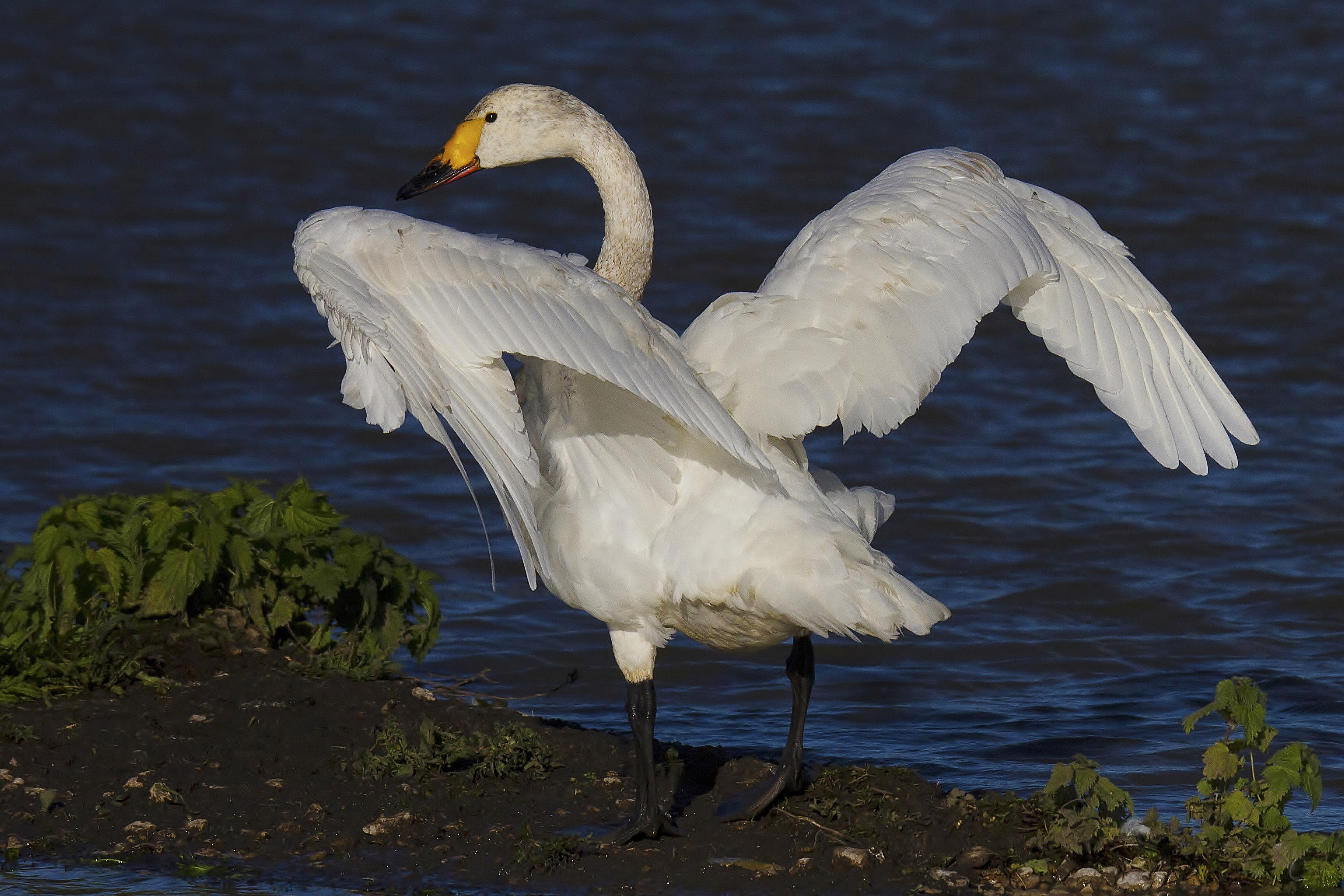 Bewick's Swan by Clive Daelman - BirdGuides