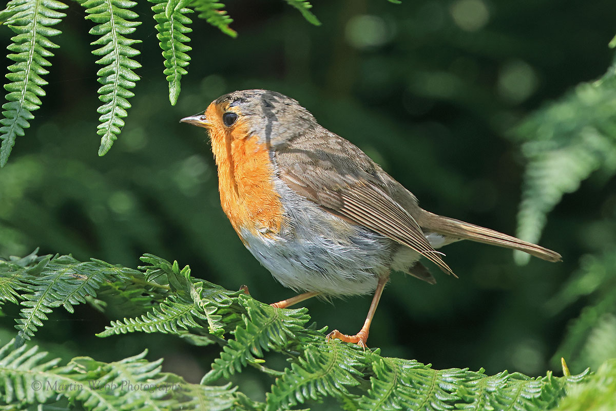 European Robin by Martin Webb - BirdGuides