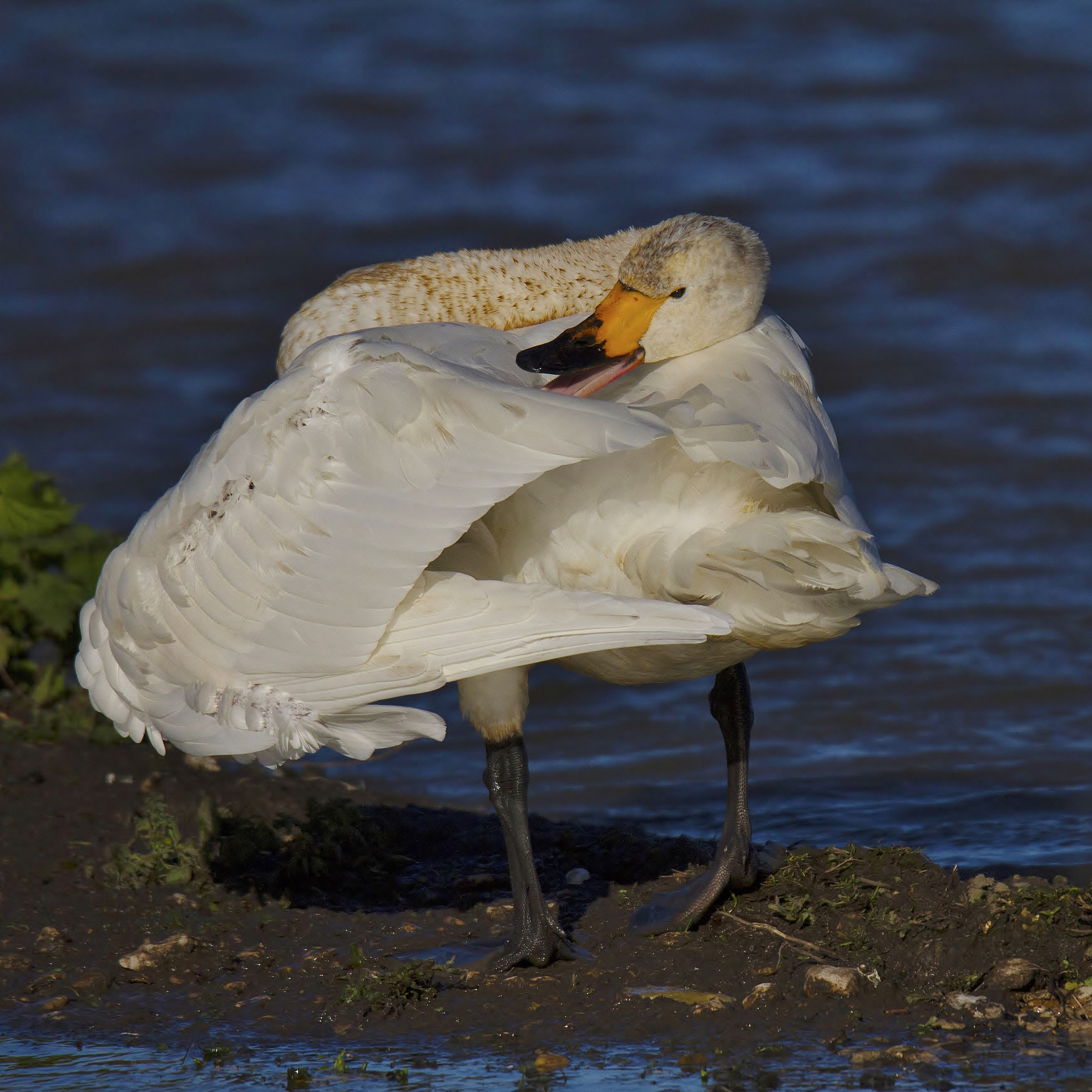 Bewick's Swan by Clive Daelman - BirdGuides