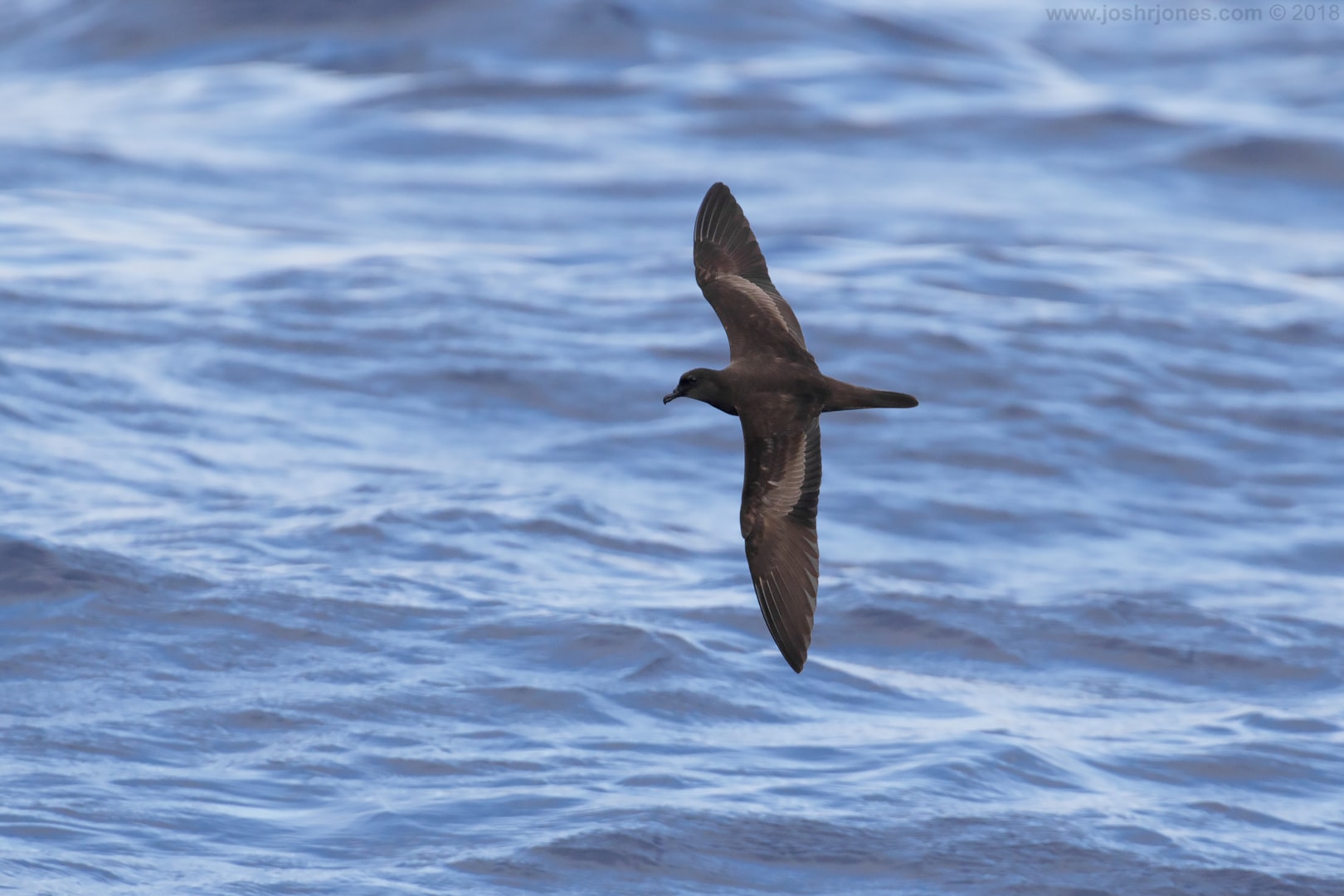 Bulwer's Petrel by Josh Jones - BirdGuides