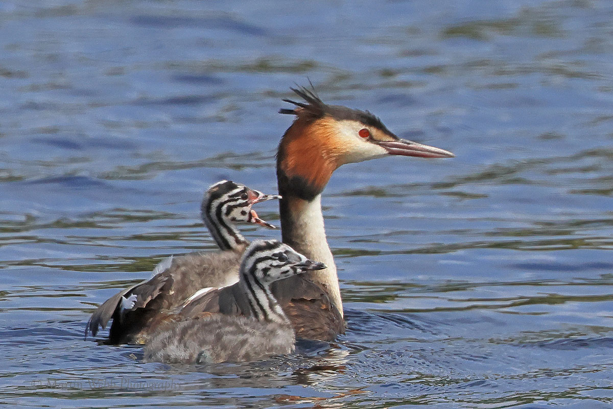 Great Crested Grebe by Martin Webb - BirdGuides