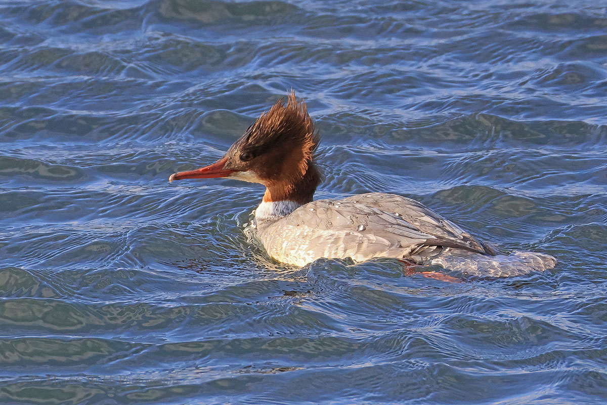Goosander by Martin Webb - BirdGuides