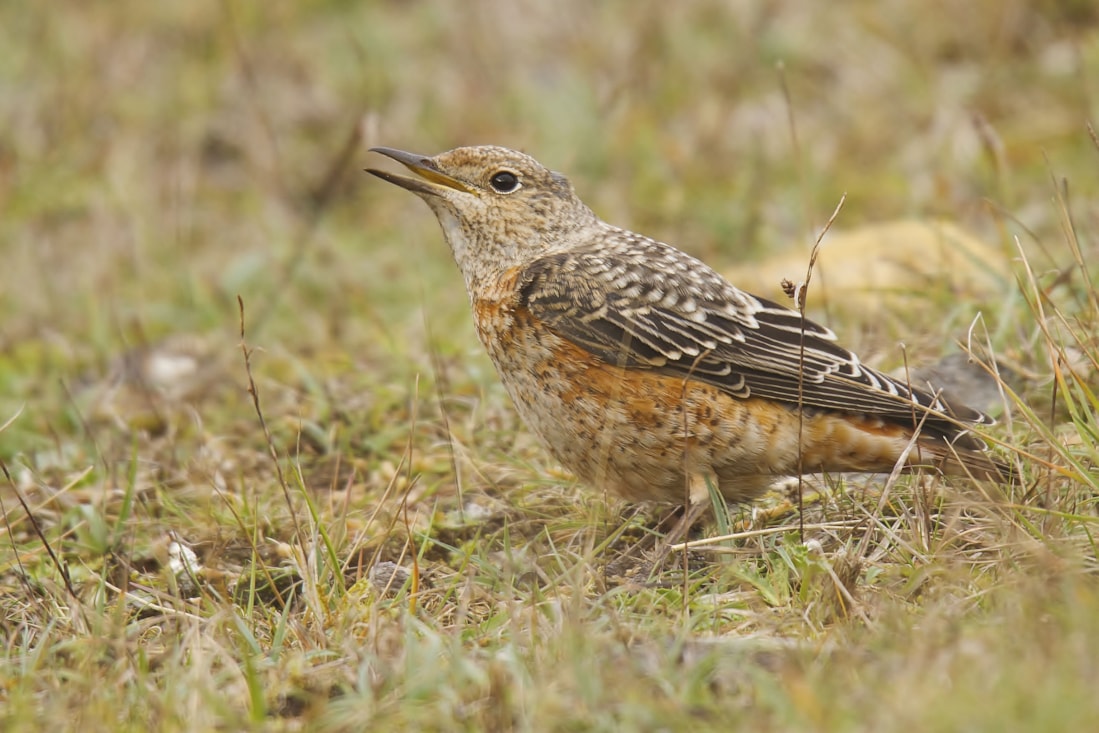 Common Rock Thrush by Clive Daelman - BirdGuides