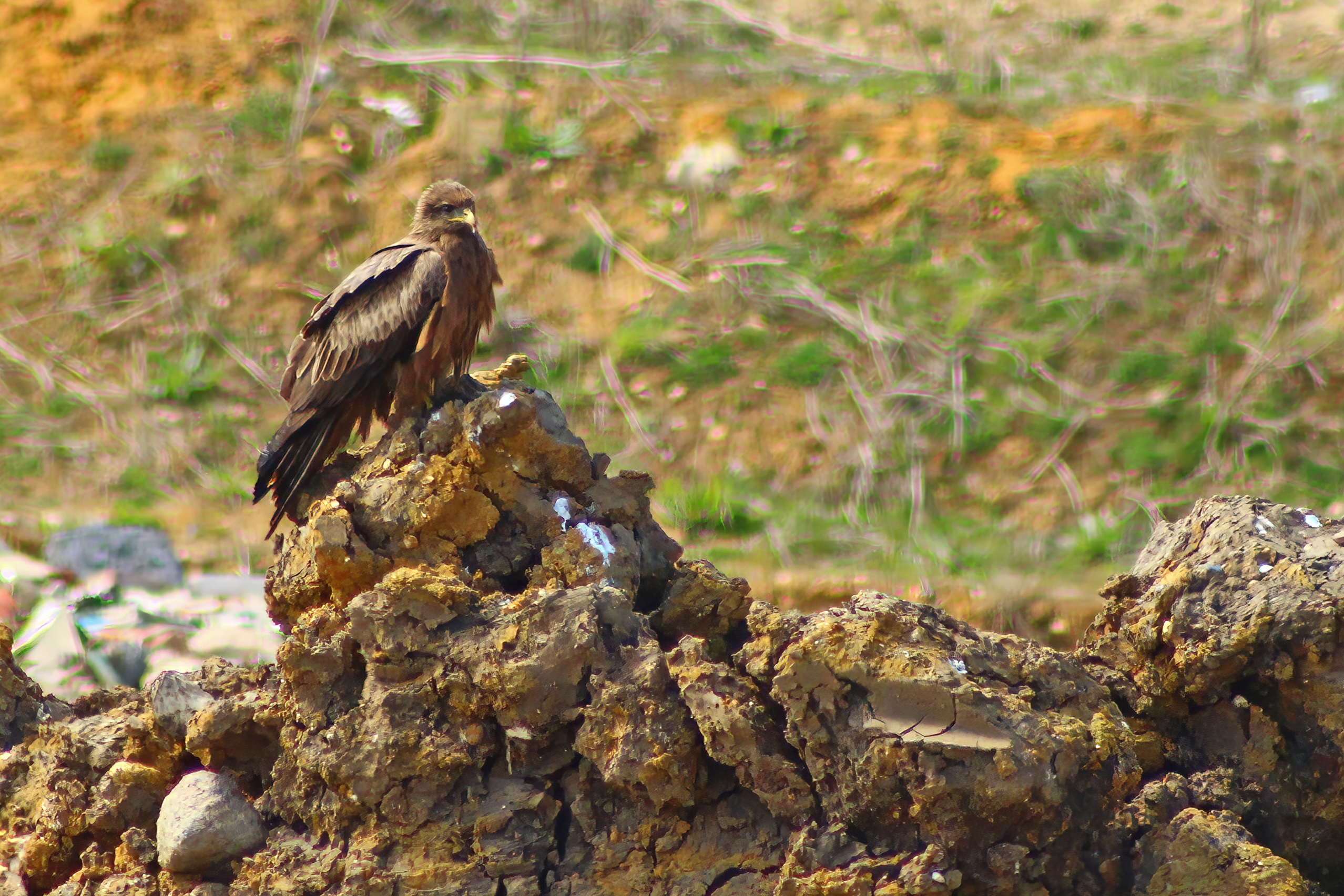 Yellow-billed Kite by Tom (Fathom Falconry) - BirdGuides