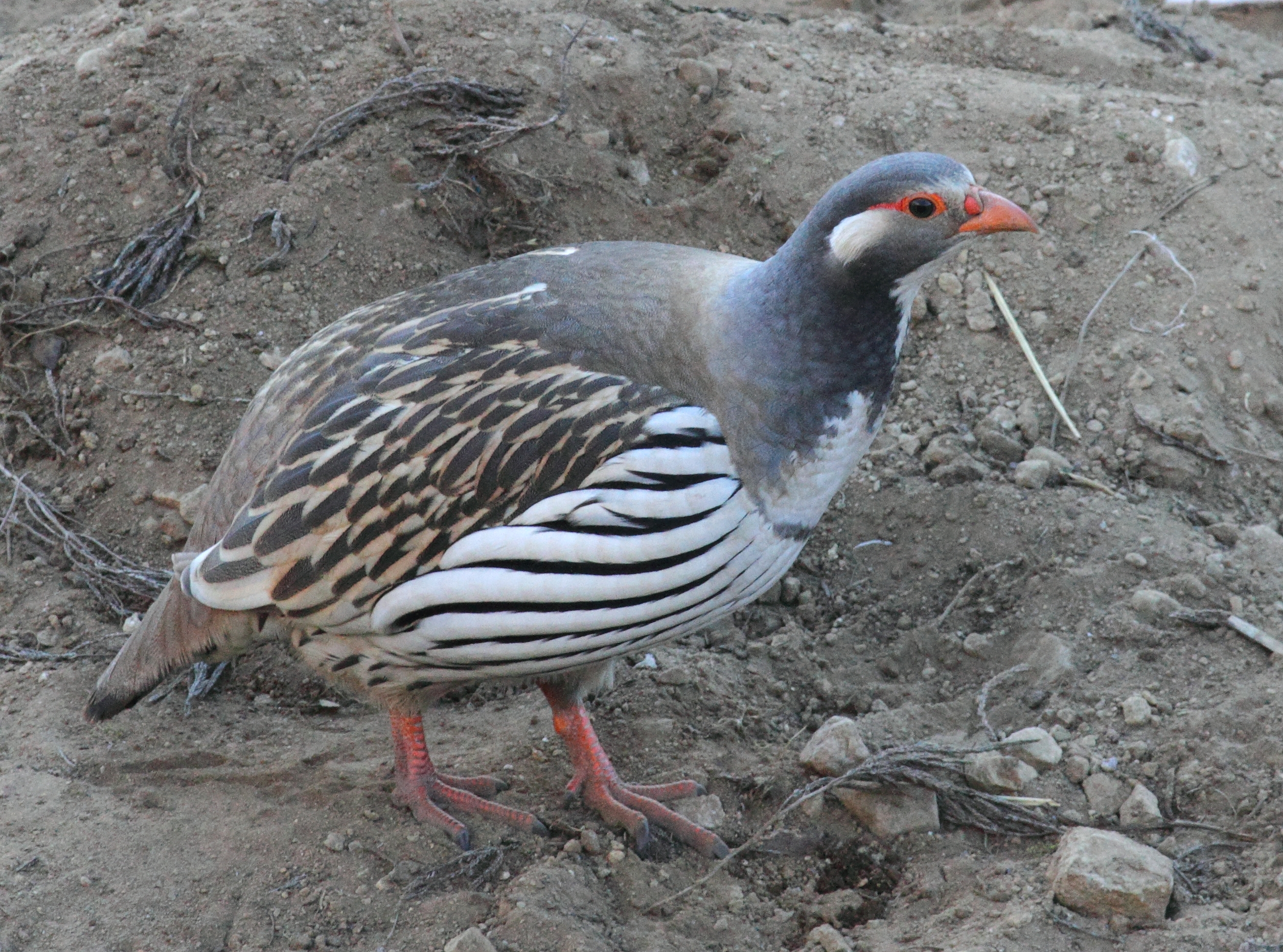 Details : Tibetan Snowcock - BirdGuides