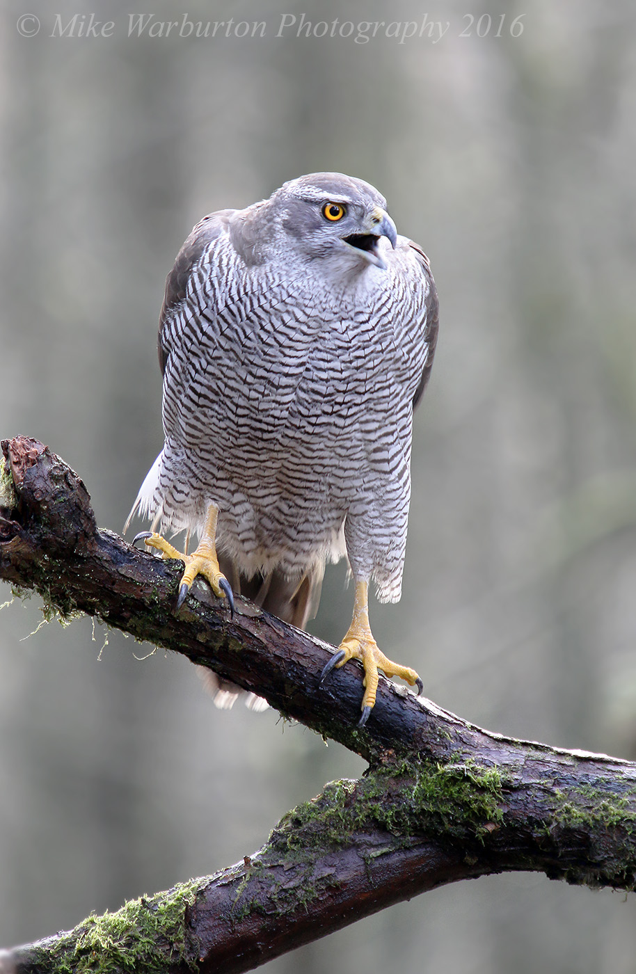 Details : Northern Goshawk - BirdGuides