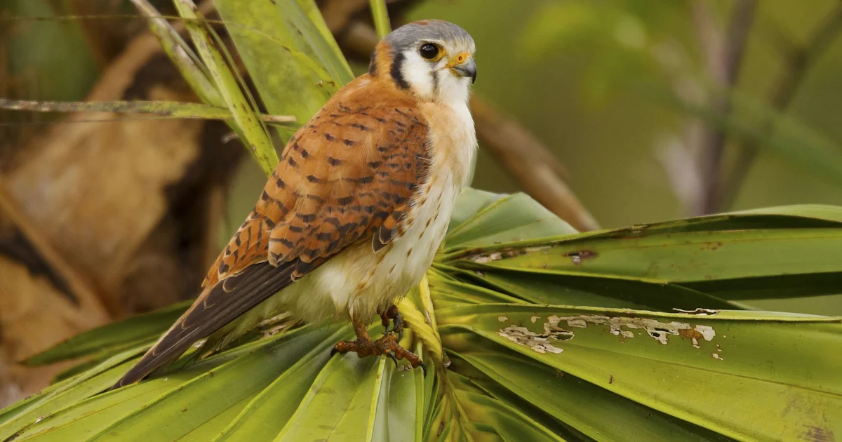 Same Sex American Kestrel Pair Observed In Texas Birdguides