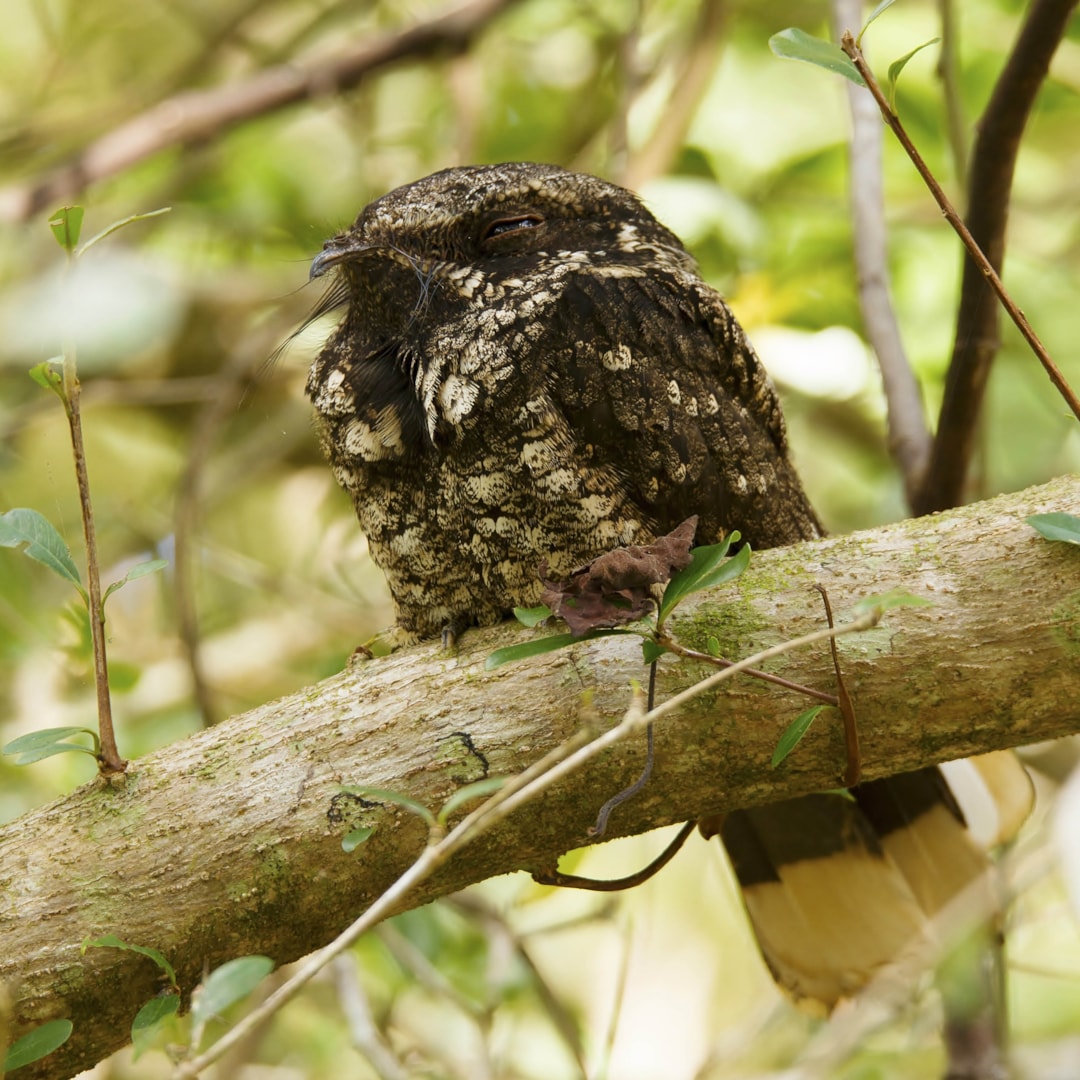Cuban Nightjar by Clive Daelman - BirdGuides