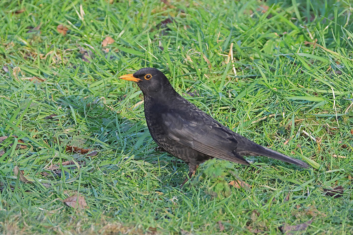 Blackbird by Martin Webb - BirdGuides