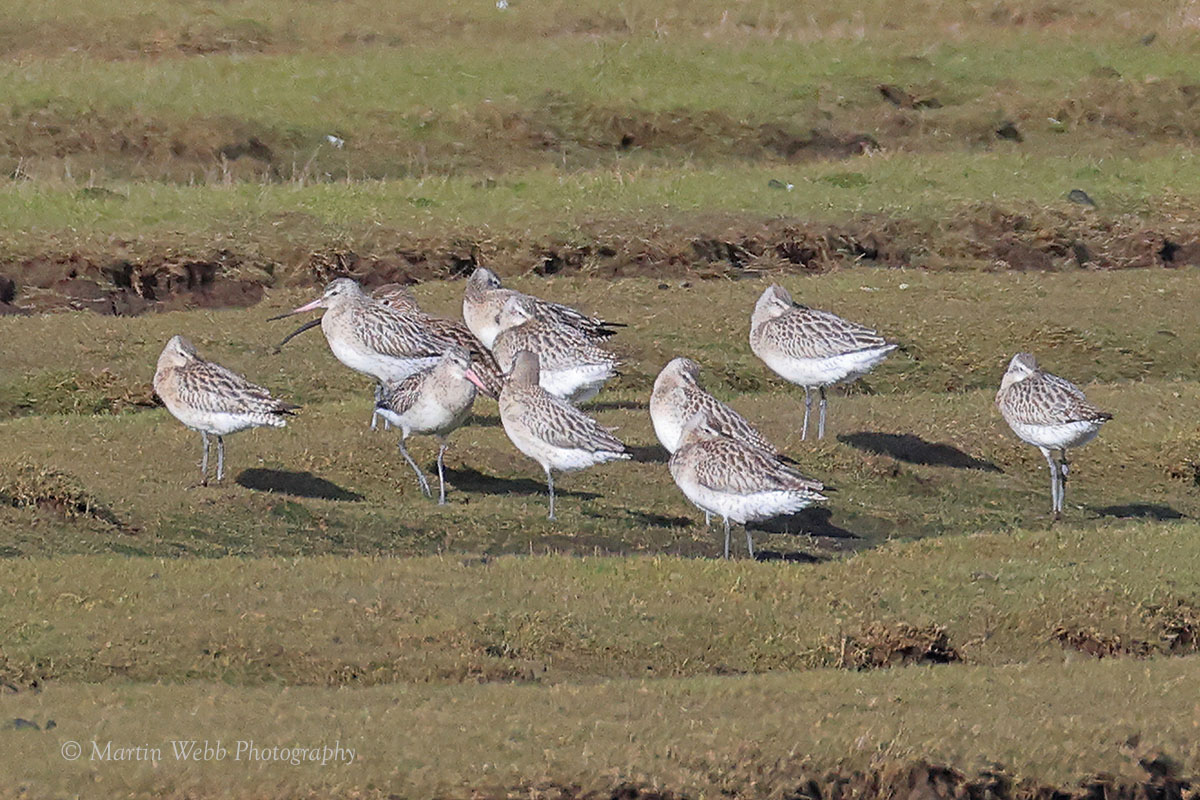 Bar-tailed Godwit by Martin Webb - BirdGuides