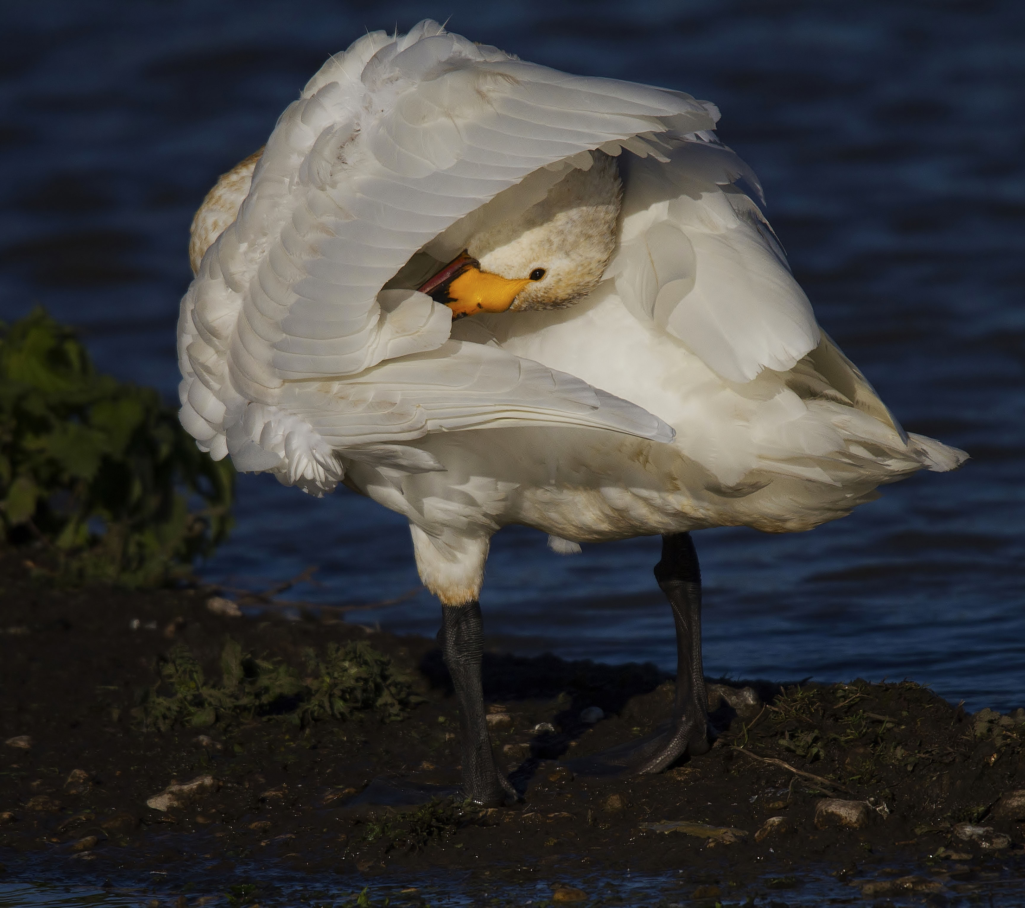 Bewick's Swan by Clive Daelman - BirdGuides
