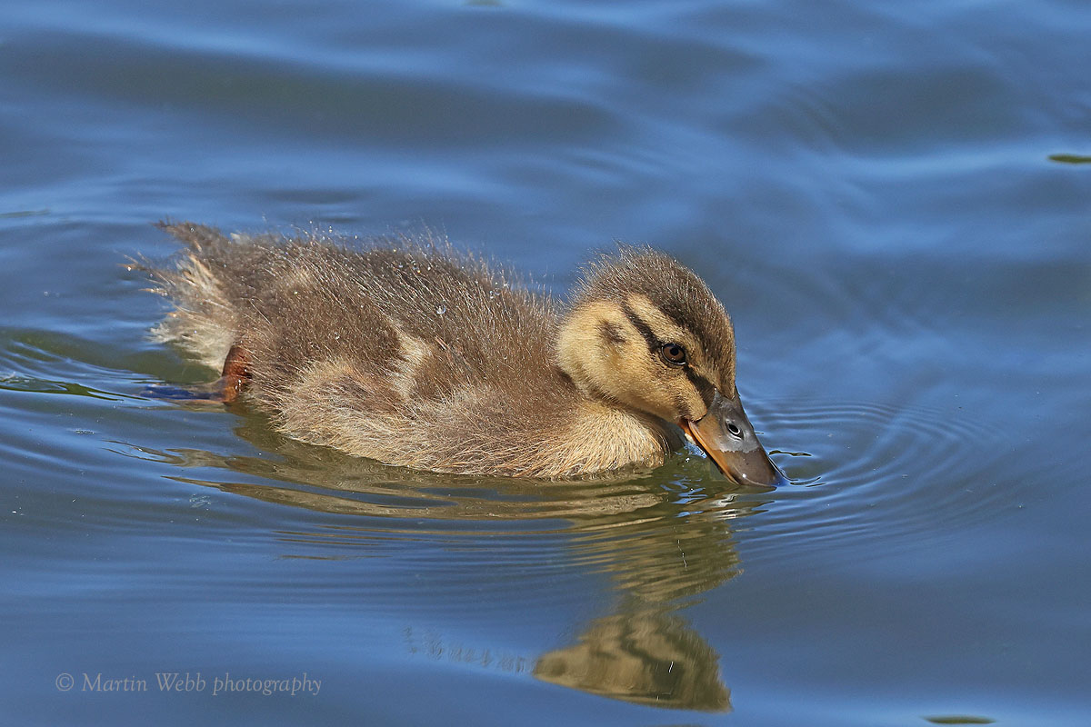 Mallard by Martin Webb - BirdGuides