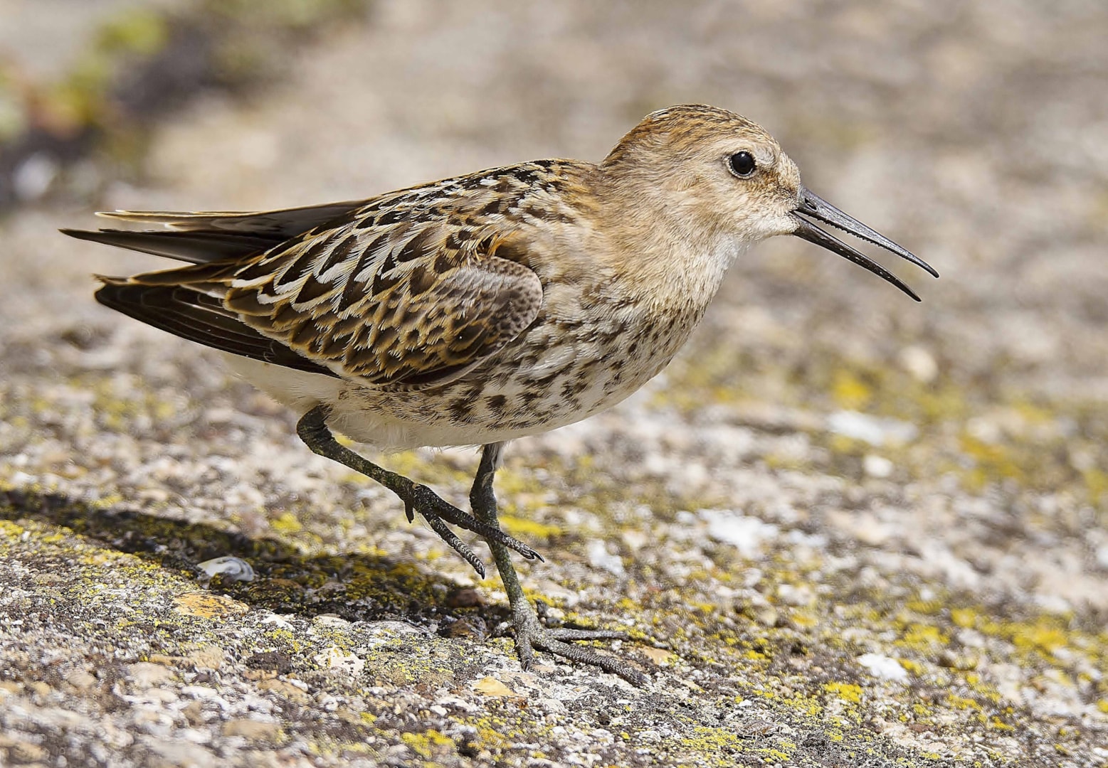 Dunlin by Clive Daelman - BirdGuides