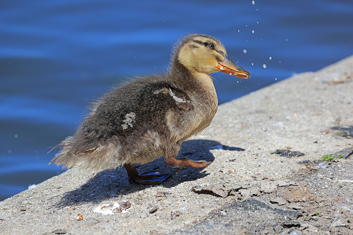 Mallard by Martin Webb - BirdGuides