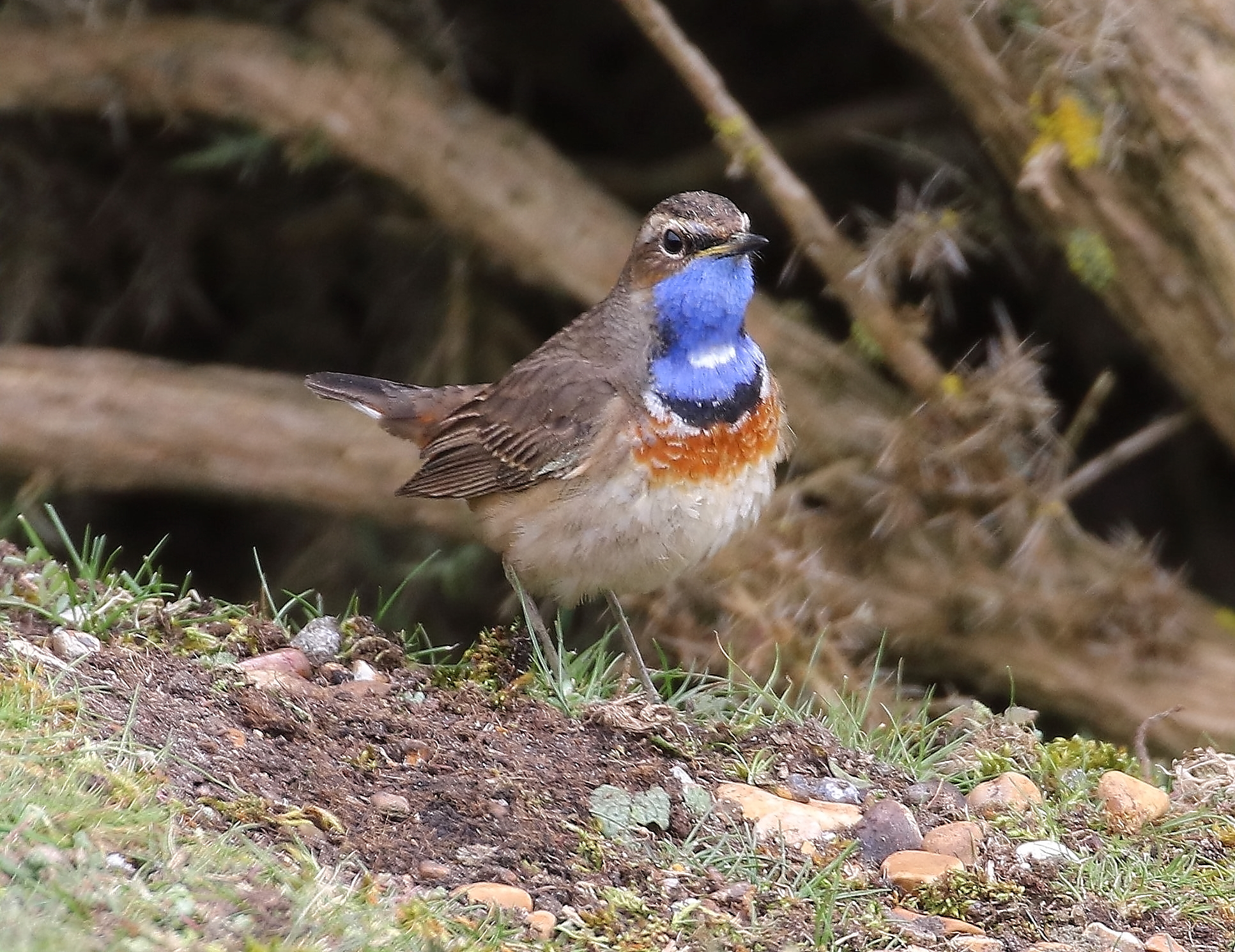 Details : White-spotted Bluethroat - BirdGuides