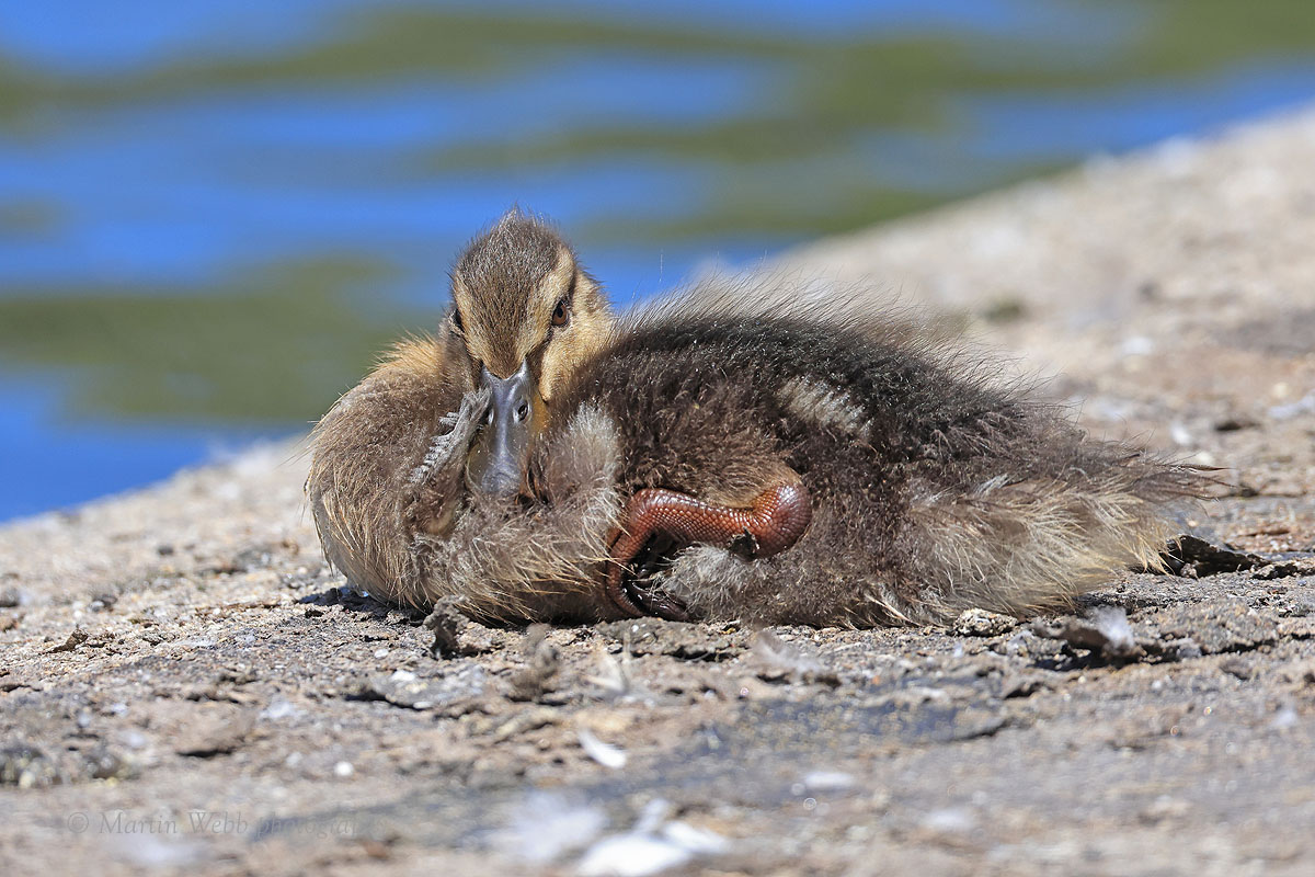 Mallard by Martin Webb - BirdGuides