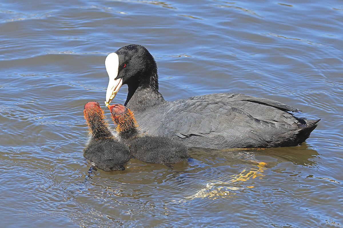 Eurasian Coot by Martin Webb - BirdGuides