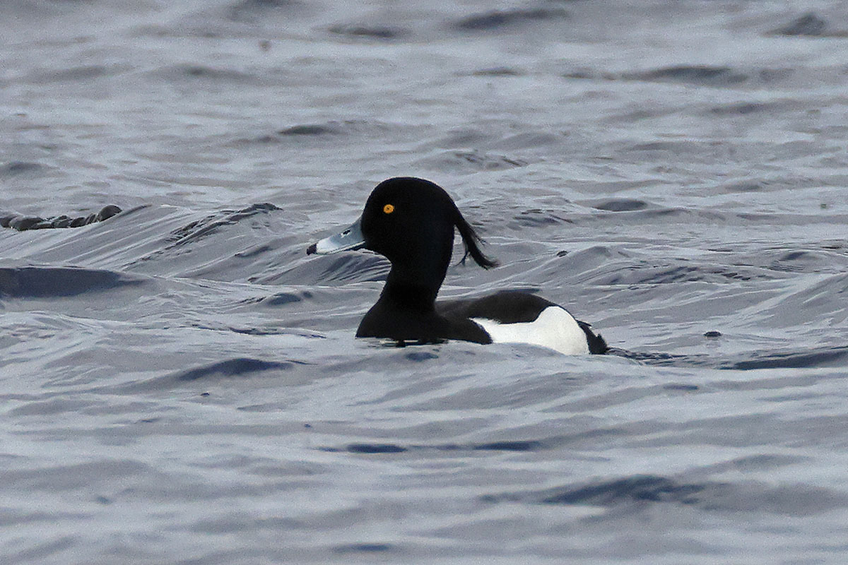Tufted Duck by Martin Webb - BirdGuides