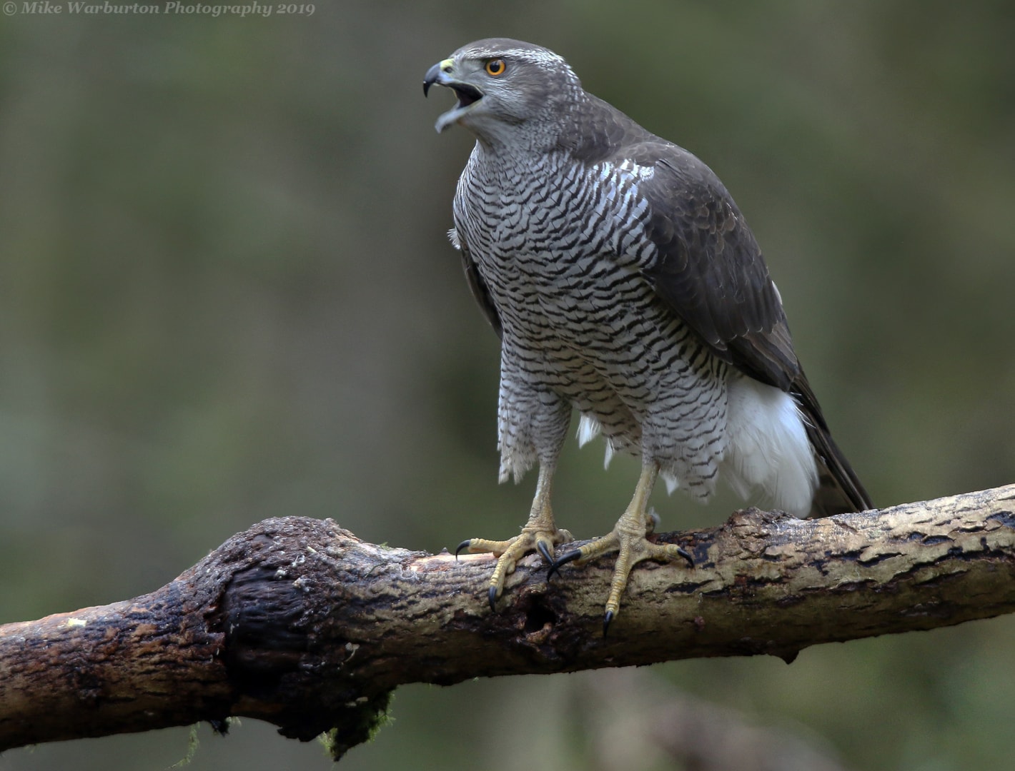 Northern Goshawk by Mike Warburton - BirdGuides