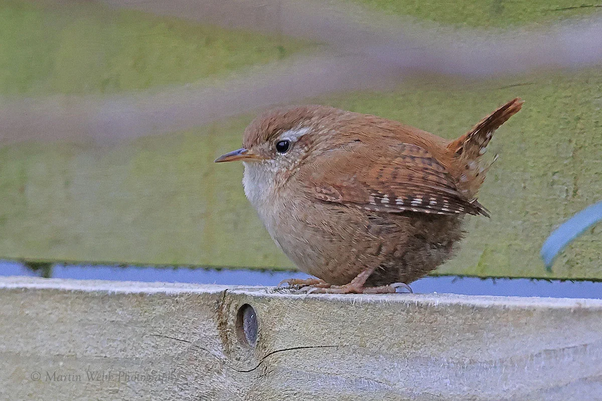 Details : Eurasian Wren - BirdGuides