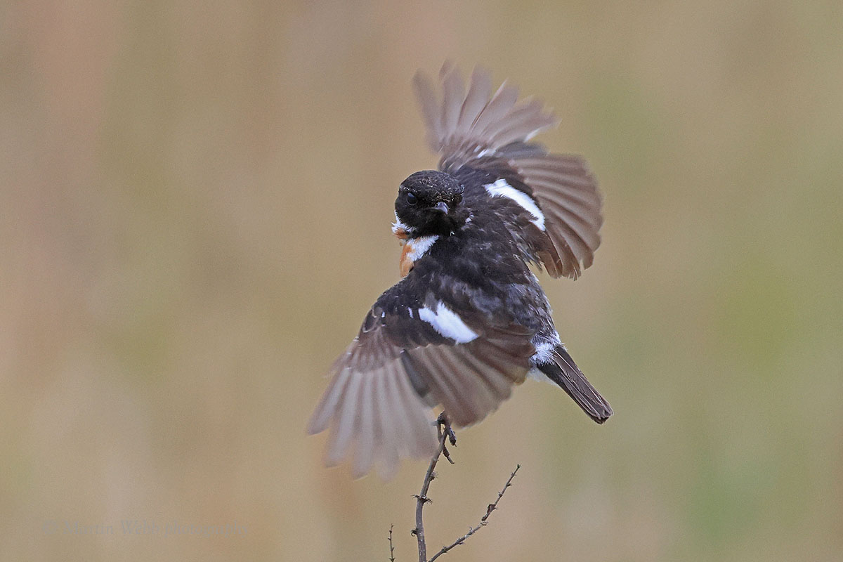 Wing patches may reflect genetic quality in stonechats - BirdGuides