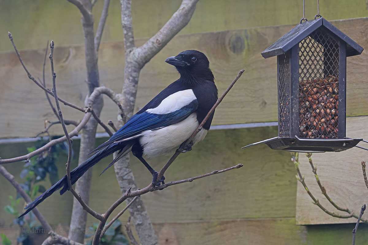 Magpie by Martin Webb - BirdGuides