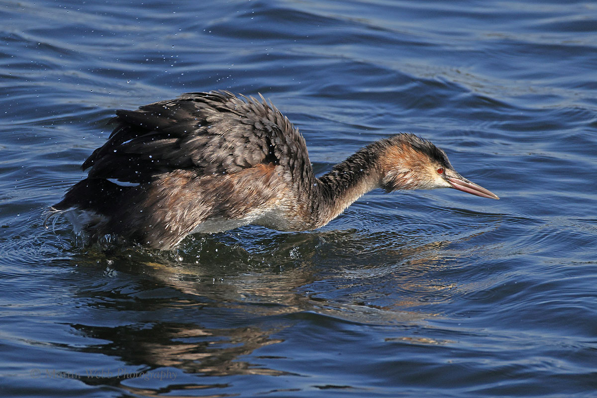 Great Crested Grebe by Martin Webb - BirdGuides