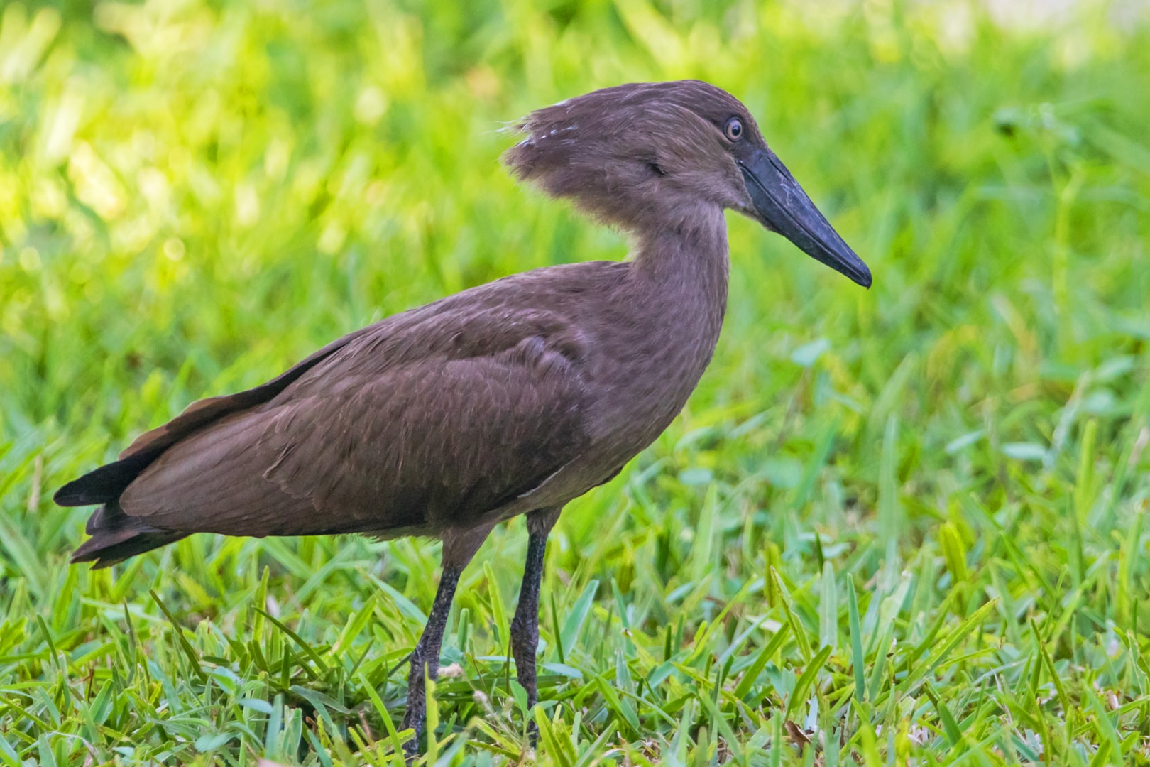 Hamerkop by Peter Beesley - BirdGuides