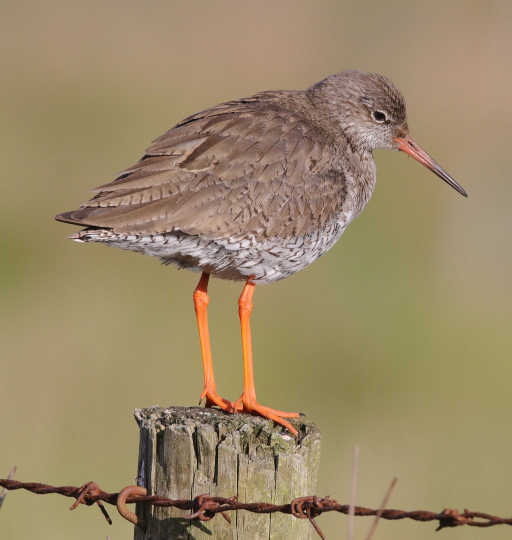 Common Redshank by Phil Slade - BirdGuides