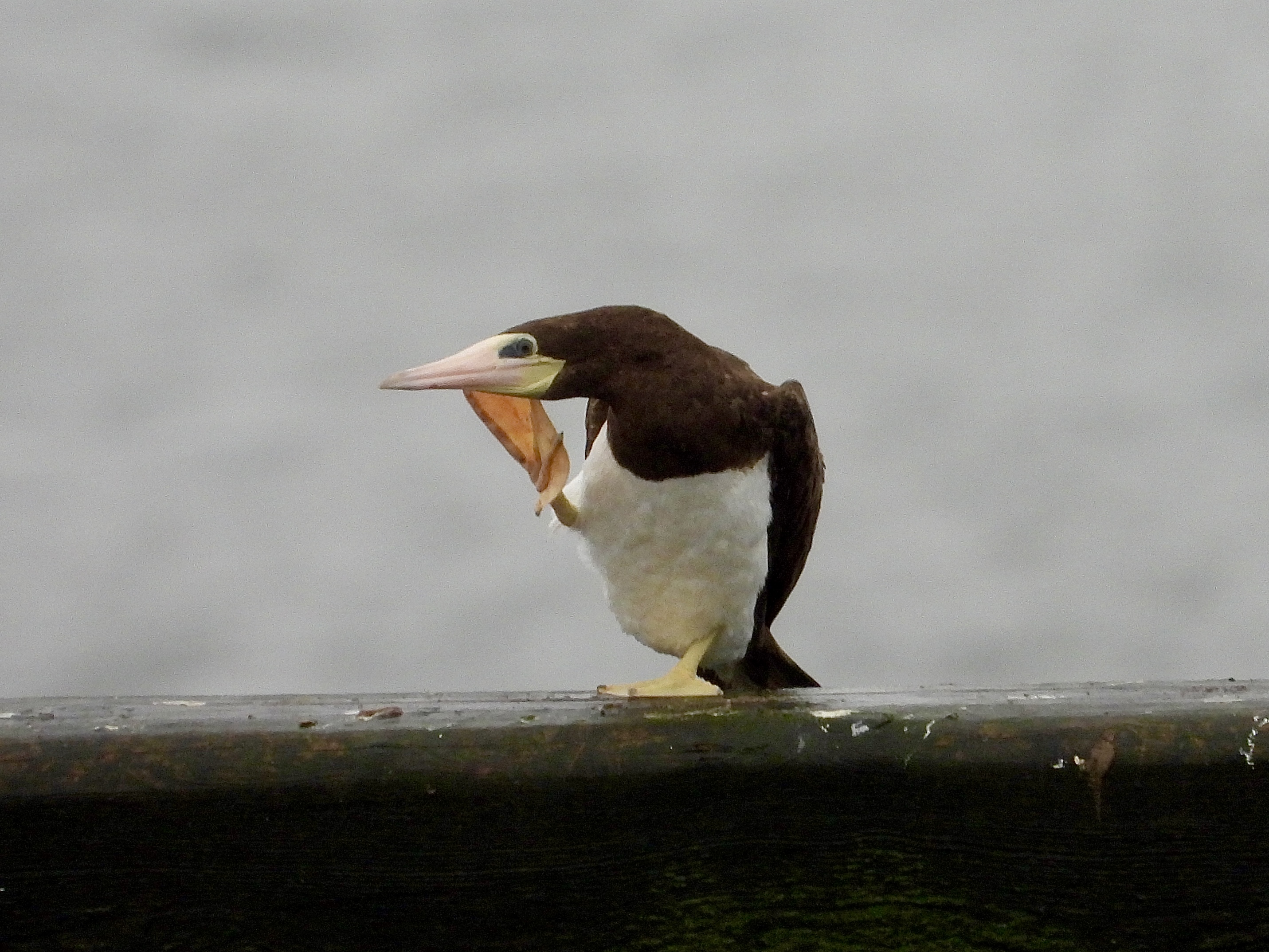 Brown Booby by Andrew Wappat - BirdGuides