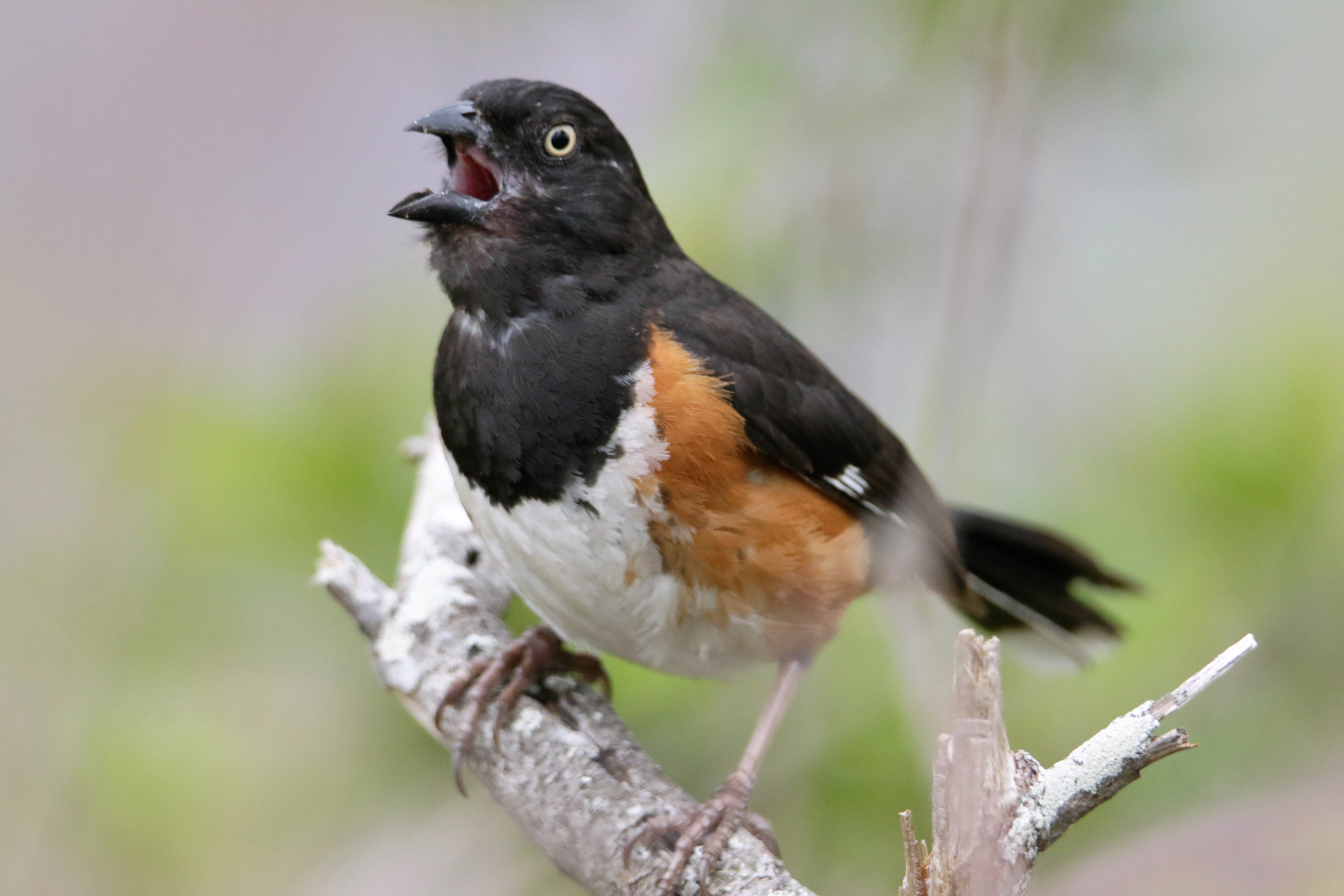 Details : Eastern Towhee - BirdGuides