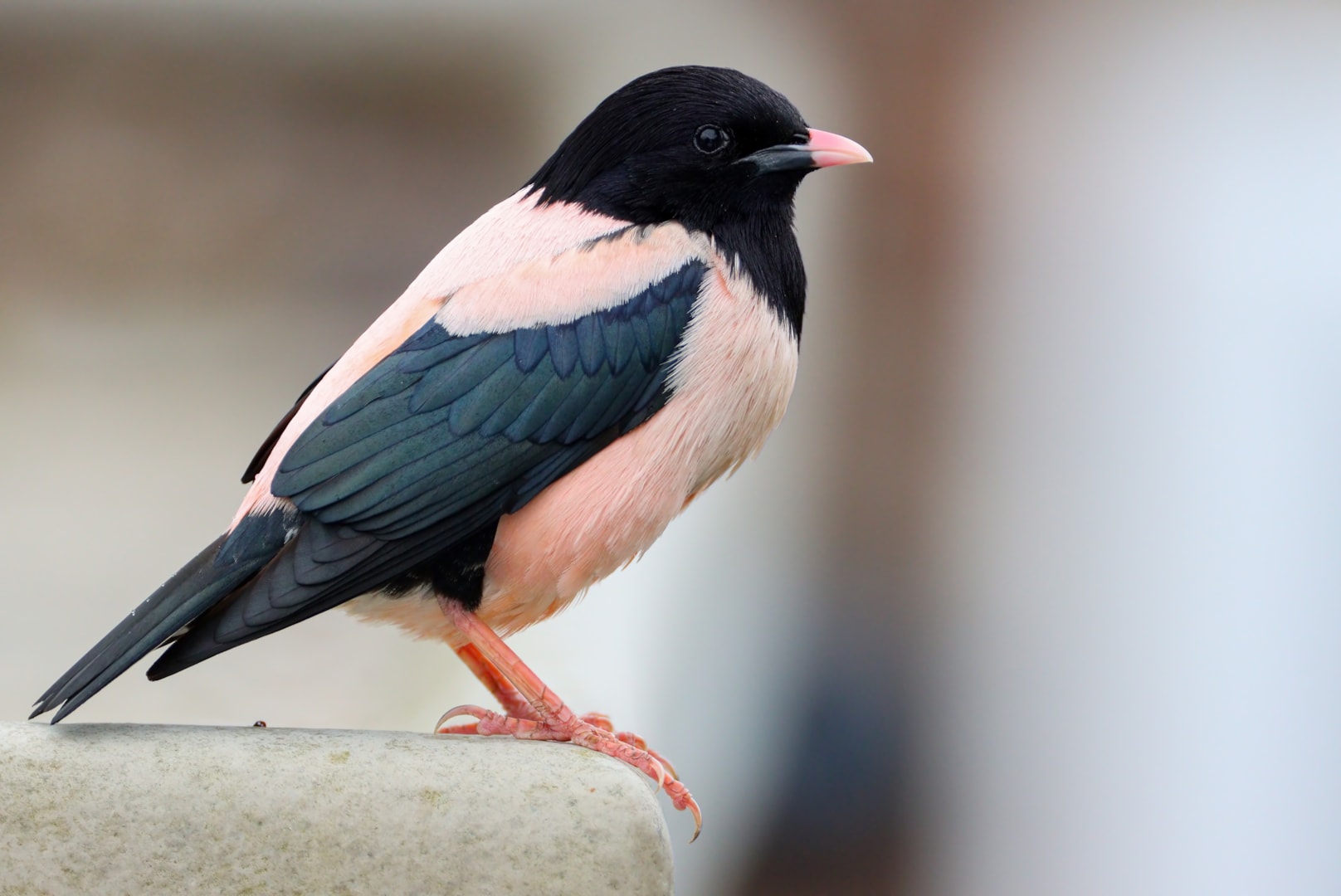 Rosy Starling by Lee Fuller - BirdGuides