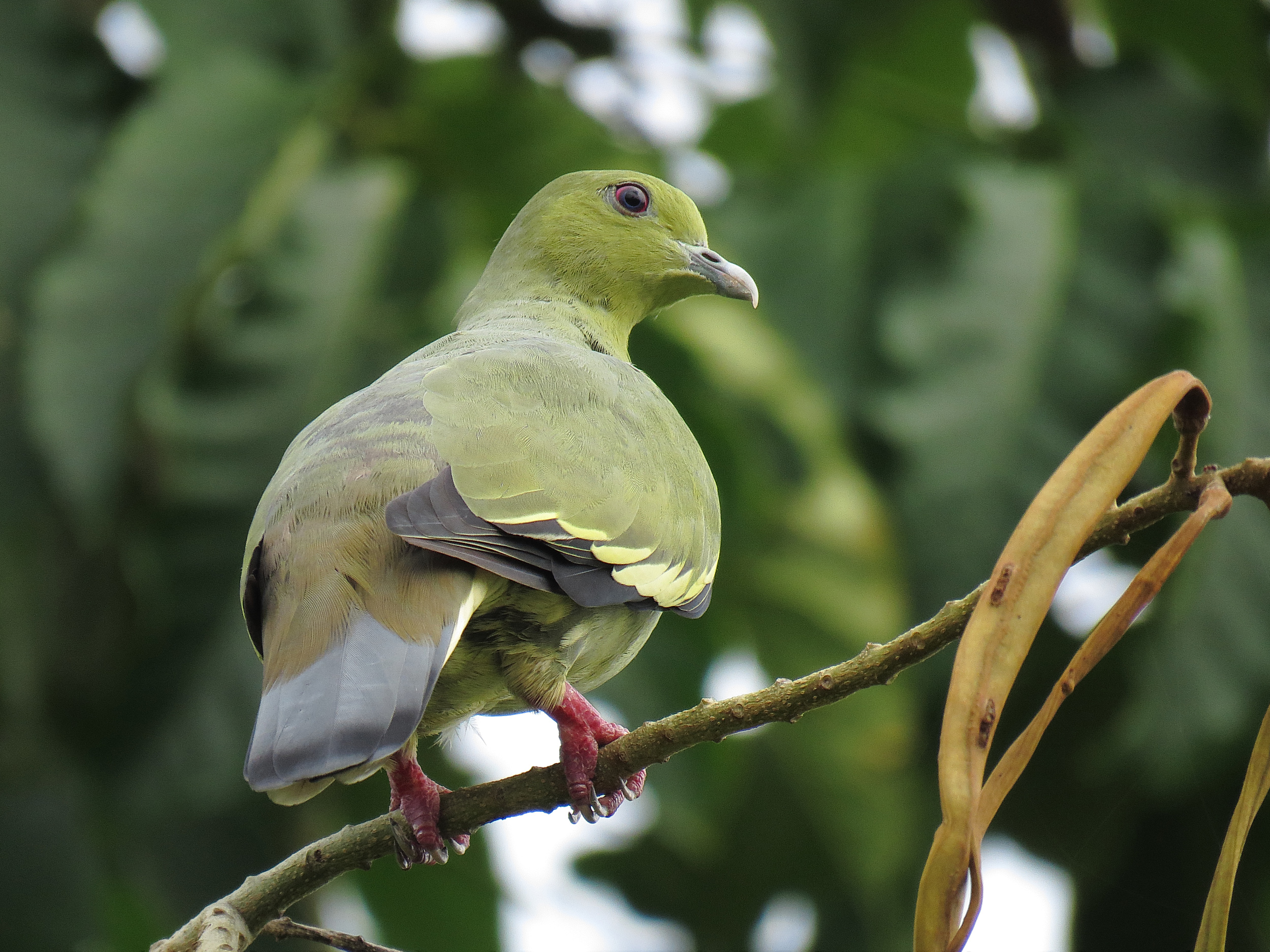 Details : Pink-necked Green Pigeon - BirdGuides