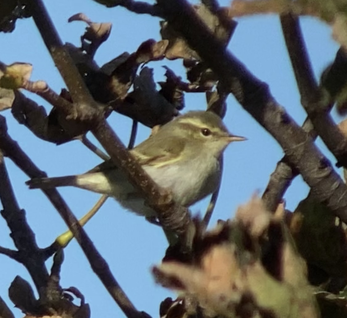 Two-barred Warbler by Ross Ahmed - BirdGuides