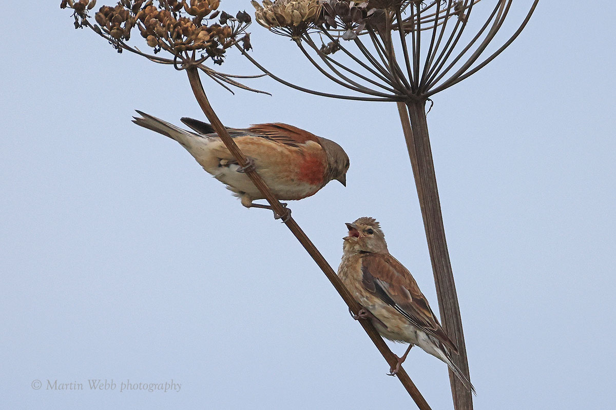 Common Linnet by Martin Webb - BirdGuides
