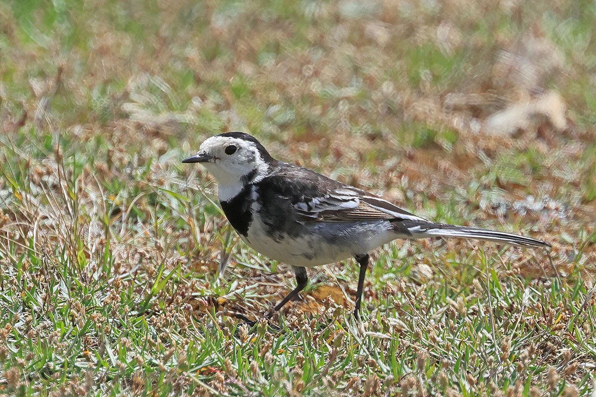 Pied Wagtail by Martin Webb - BirdGuides