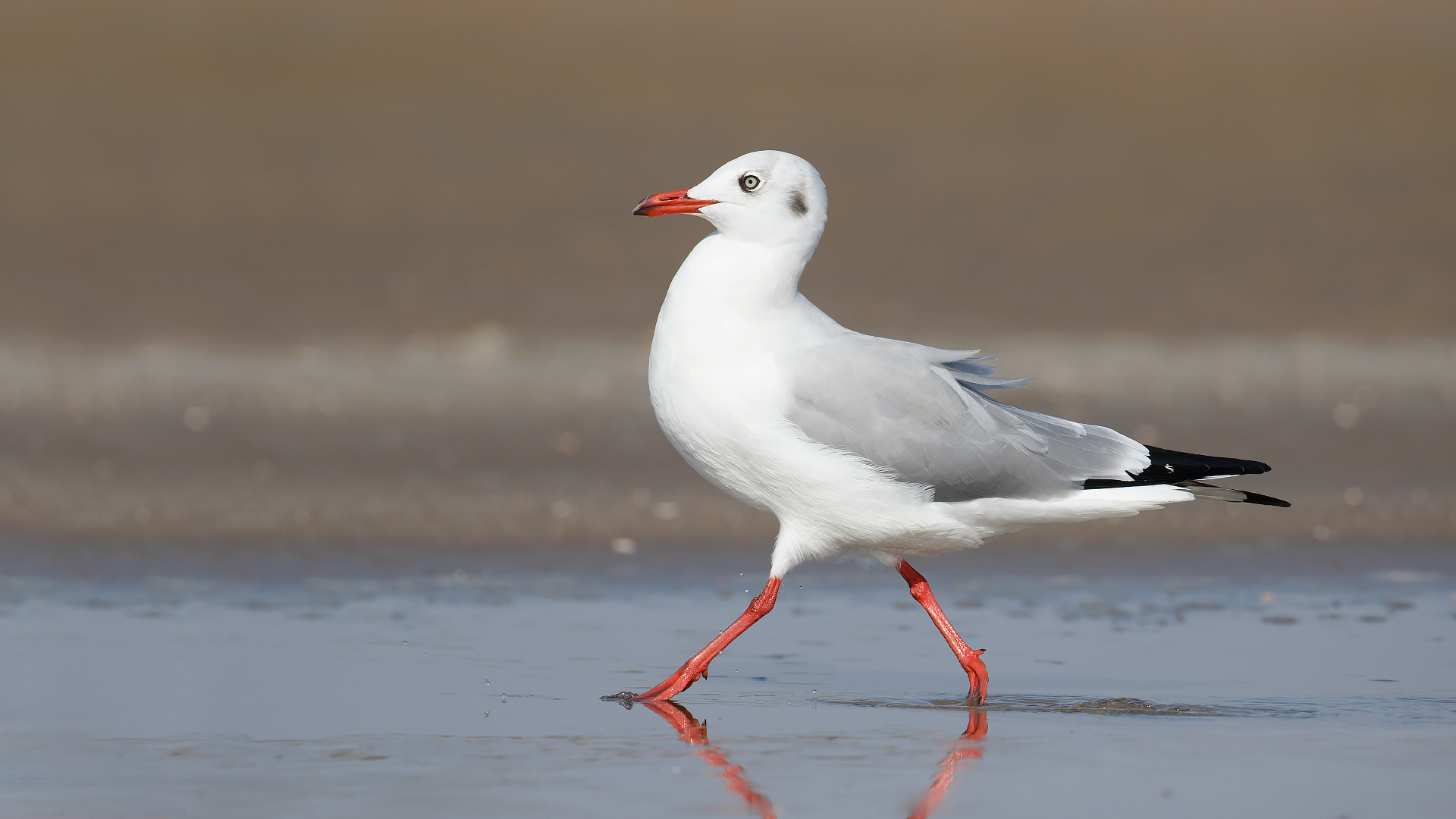 Details : Brown-headed Gull - BirdGuides
