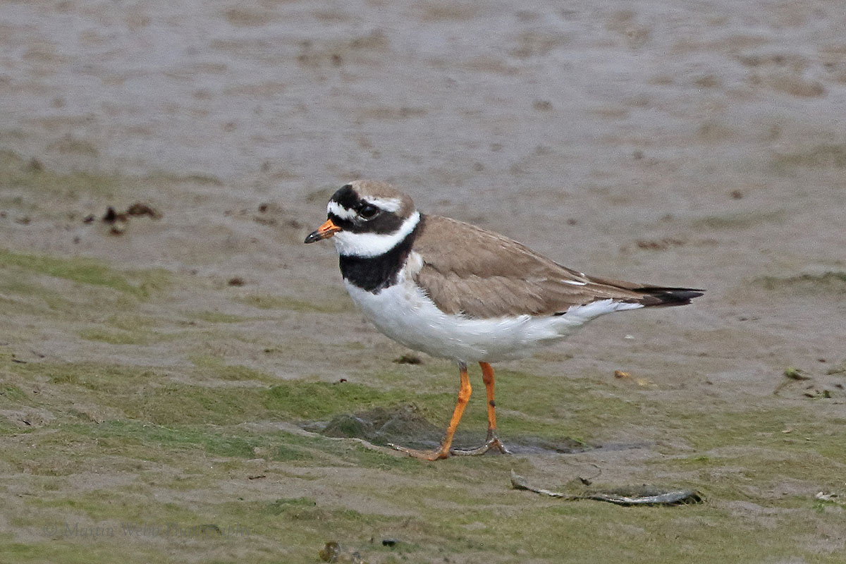 Ringed Plover by Martin Webb - BirdGuides