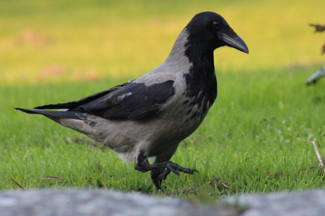 Hooded Crow by Nigel Smith - BirdGuides