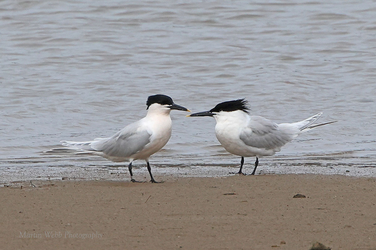 Bird flu kills thousands of Sandwich Terns at North Sea colonies ...