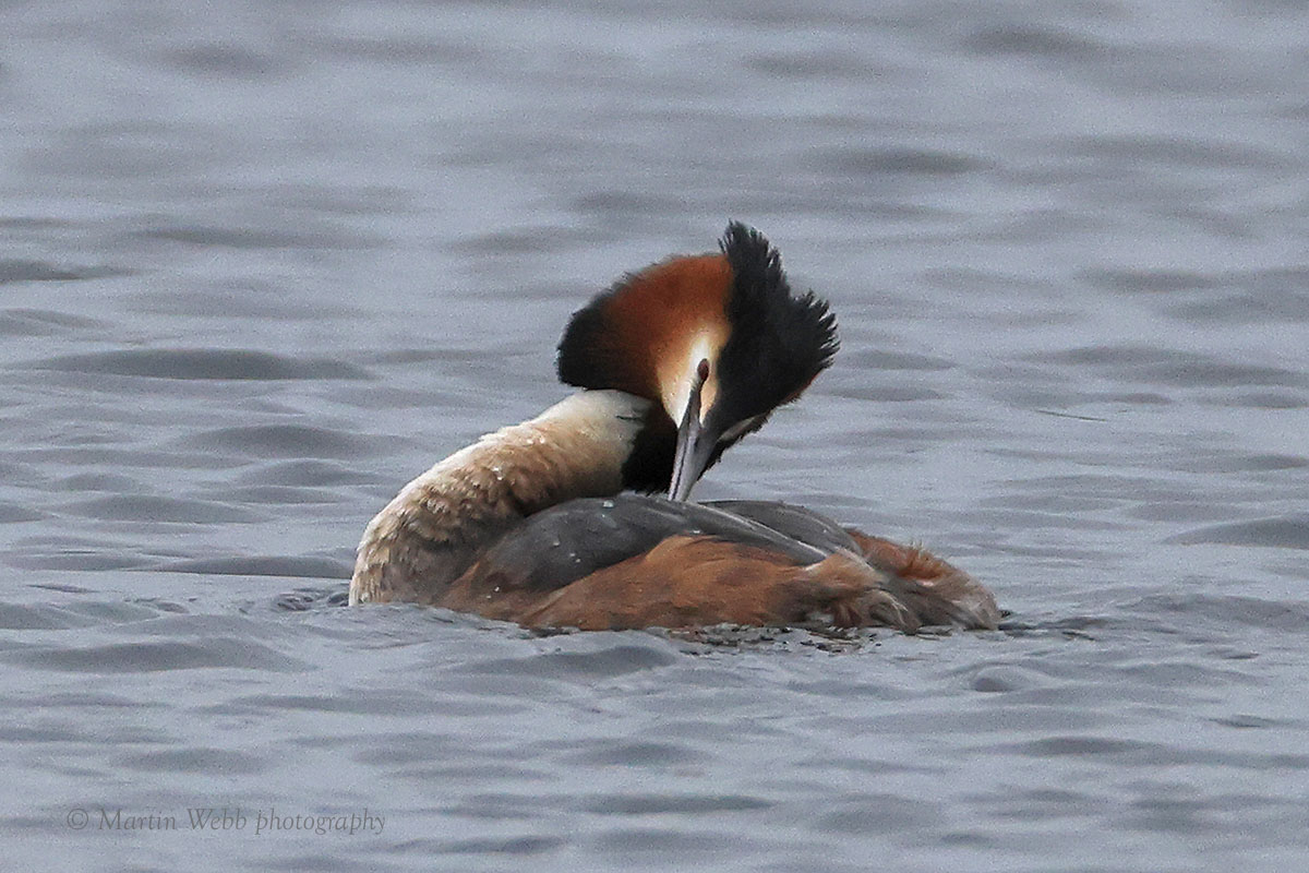 Great Crested Grebe by Martin Webb - BirdGuides