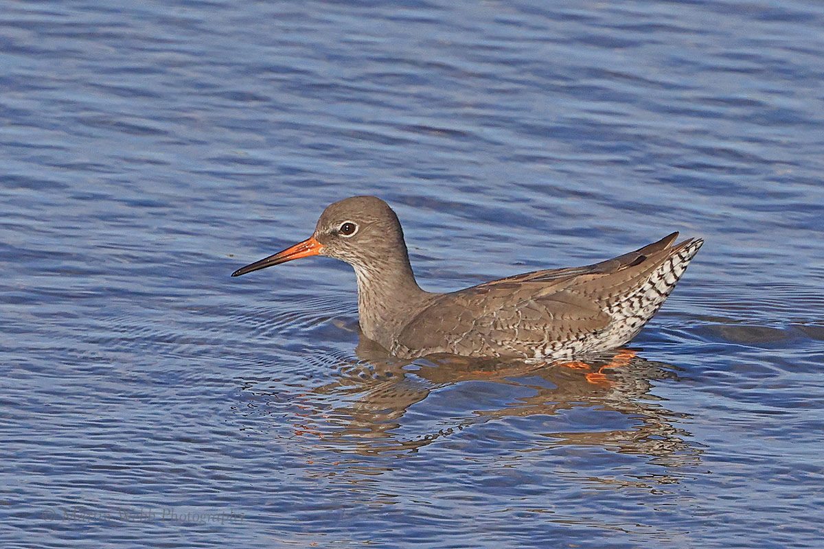 Common Redshank by Martin Webb - BirdGuides