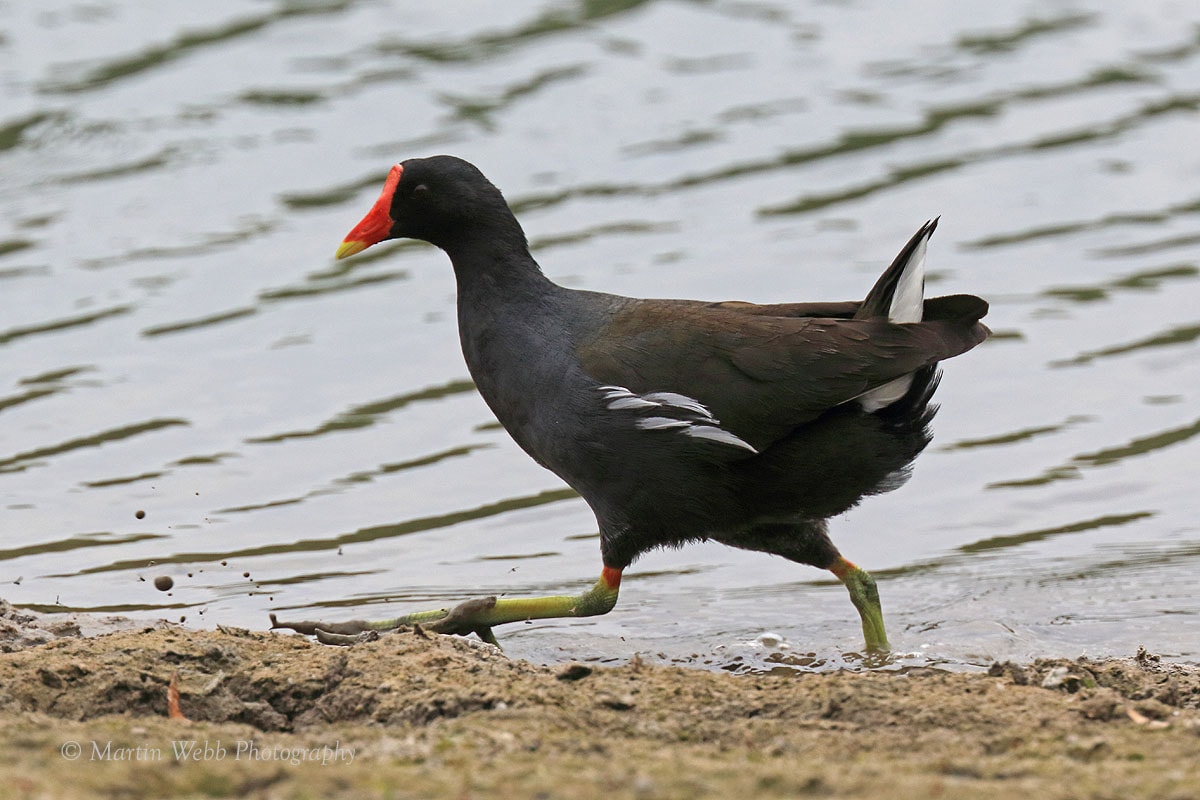 Common Moorhen by Martin Webb - BirdGuides