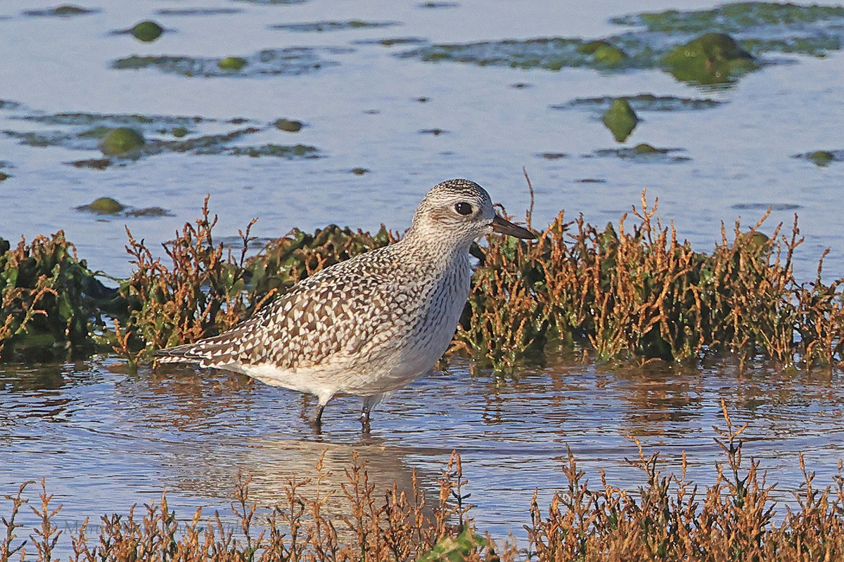 Grey Plover by Martin Webb - BirdGuides