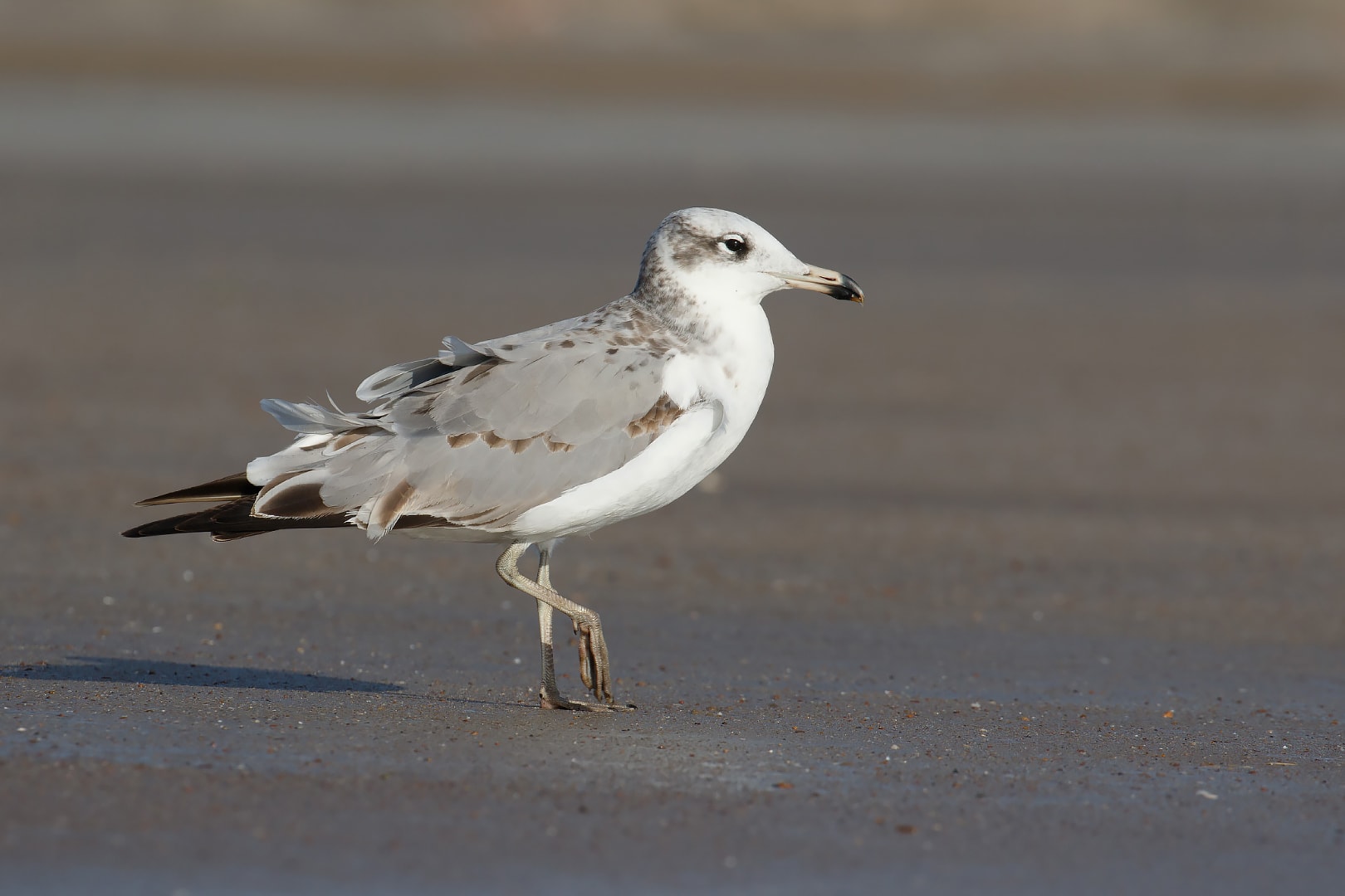 Pallas's Gull by Josh Jones - BirdGuides