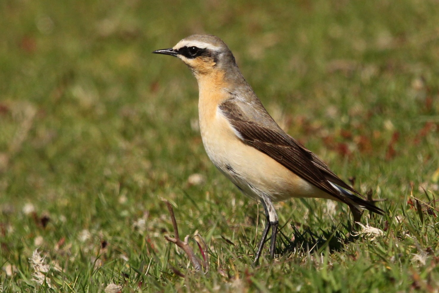 Northern Wheatear by Kris Webb - BirdGuides