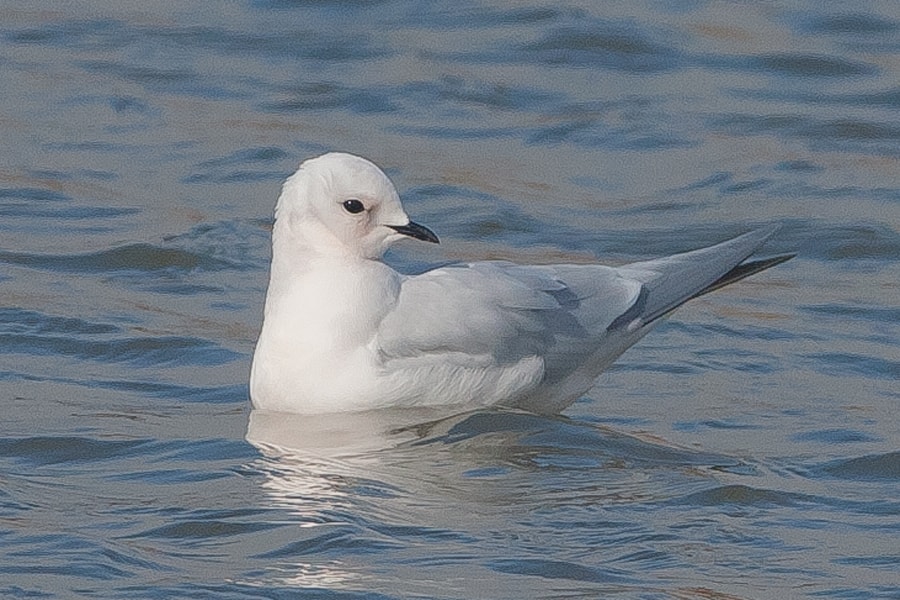 Ross's Gull by Rob Wilson - BirdGuides