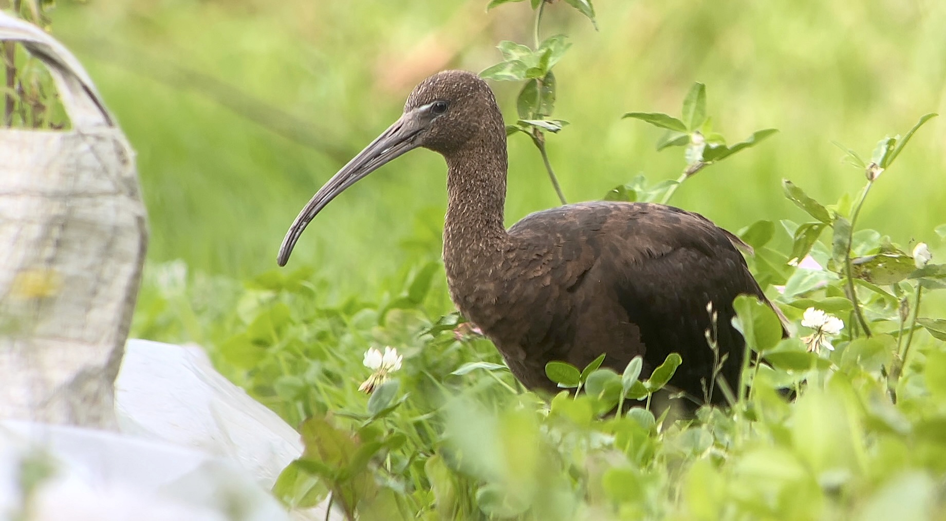 Glossy Ibis by Miles Cluff - BirdGuides